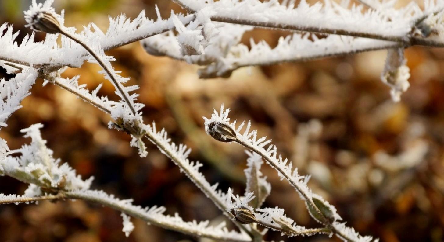 Dormant Seeding: The Basics - Soil Starter